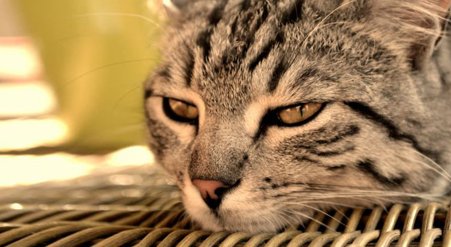 Gatti tigrati: carattere e personalità | Petpassion