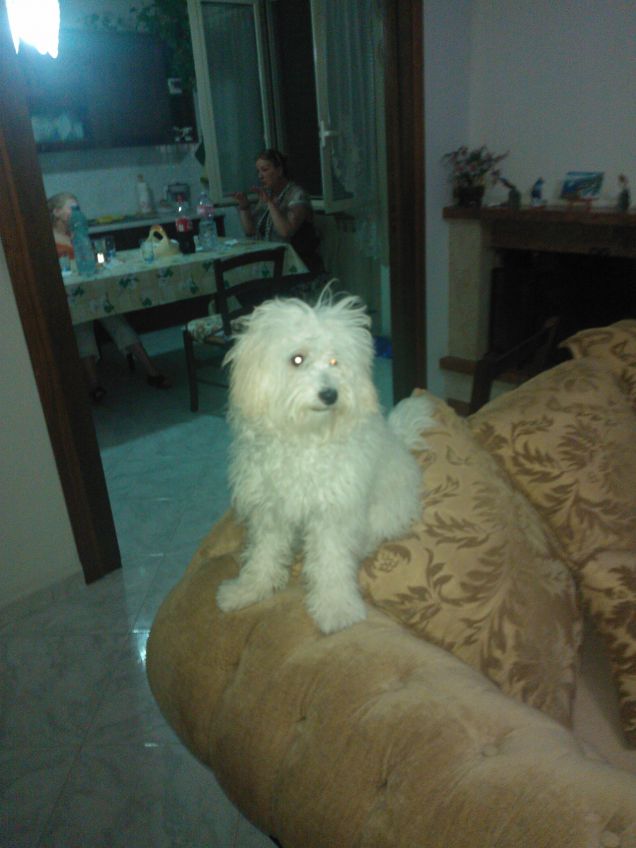 ketti | Petpassion