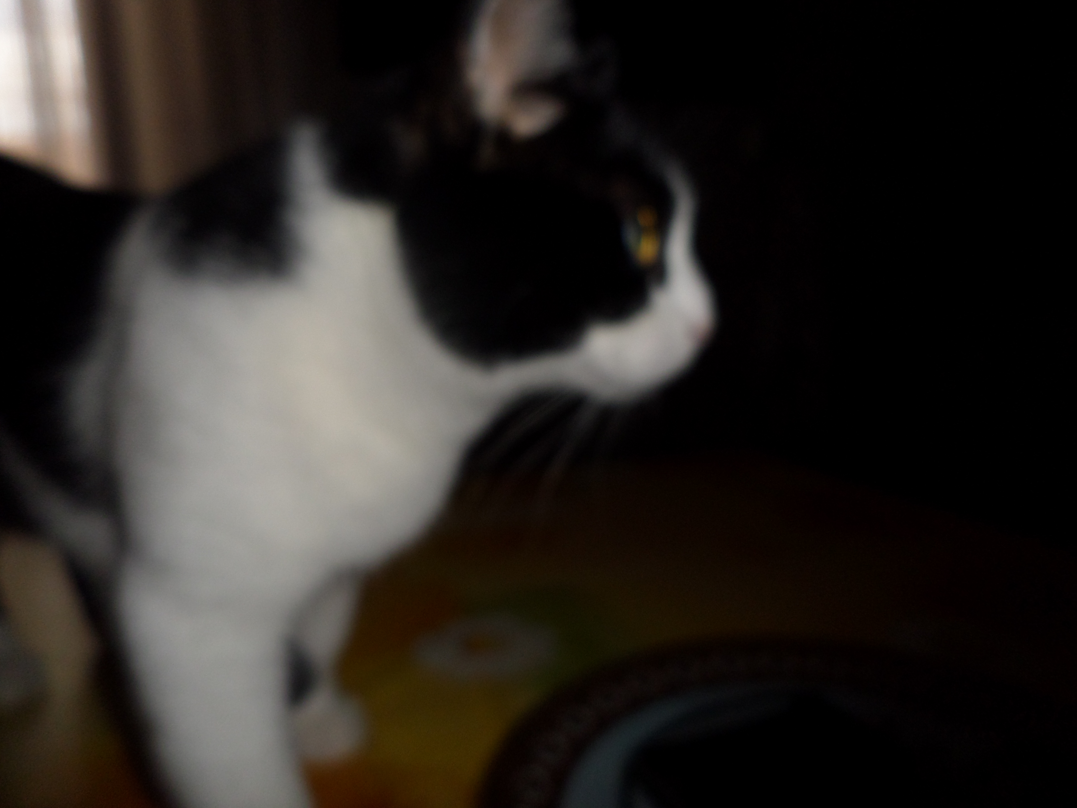 just a normal day 18 | just a normal day 18 | Petpassion