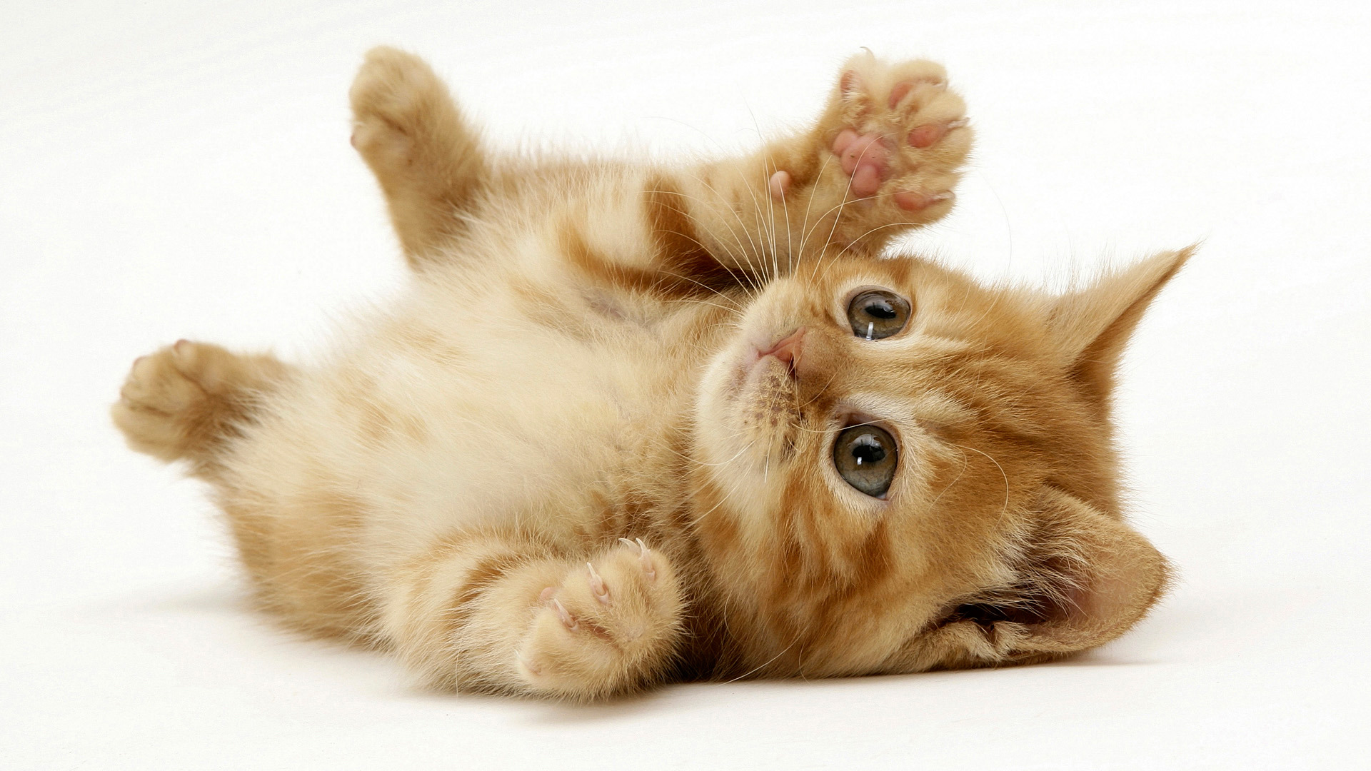 Micio | Petpassion